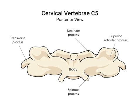 Premium Vector Anatomy Of Cervical Vertebrae C5 Posterior View