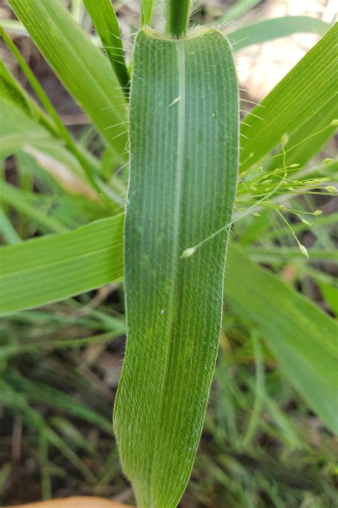 Fall Witchgrass Oklahoma State University