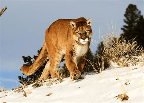 Cougars In Ontario And Wildlife Conservation An Overview