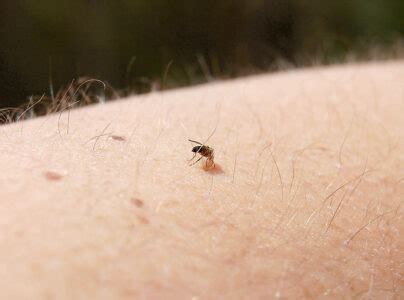 What Does A Black Fly Bite Look Like
