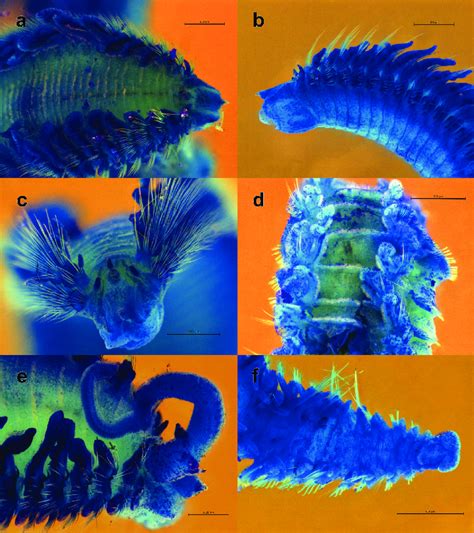 Scolelepis Bellani N Sp Paratype A C F Mgab Ply0169 Holotype D
