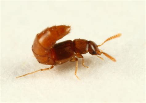 Staphylinid Bugguidenet