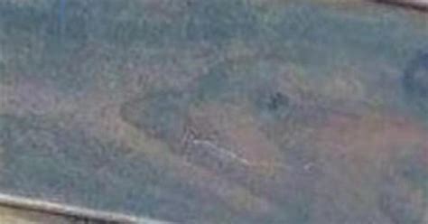 Im Aint No Dolphin Expert But This Looks Pretty Dolphiny To Me