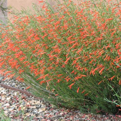 Pineleaf Penstemon Penstemon Pinifolius High Country Gardens