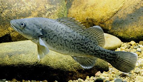 Have Your Say On Trout Cod Recovery Roadmap Fishing World Australia