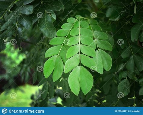 Close Up Green Leaves Of Rain Tree Monkey Pod Saman Leaves Selective