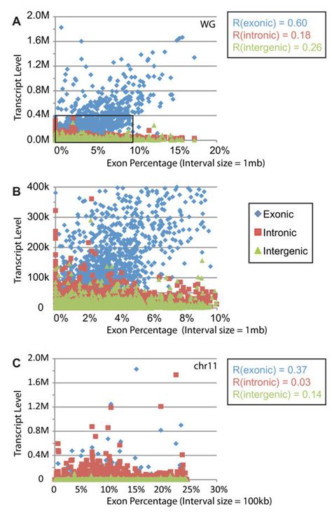 Correlation Between Exon Density Measured By Percentage Of Exon Download Scientific Diagram