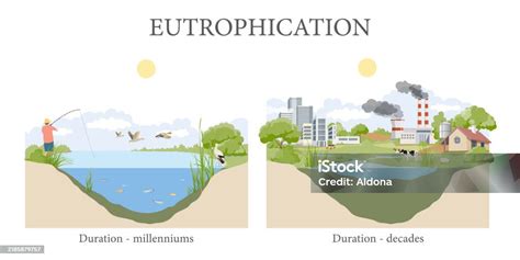 Water Eutrophication And Its Effects Stock Illustration Download