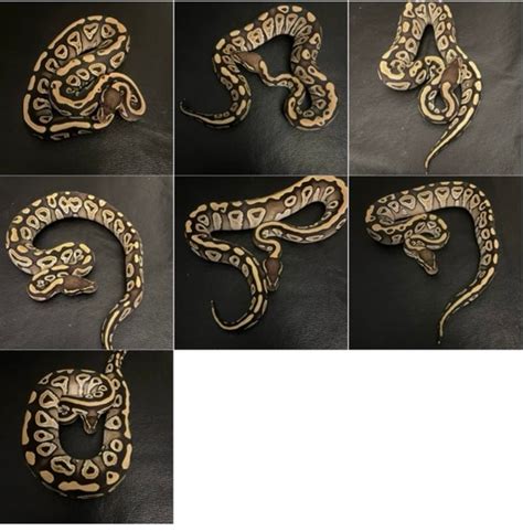14 Mojave And 11 Mystic Group Ball Python By Weirdsciencemorphs