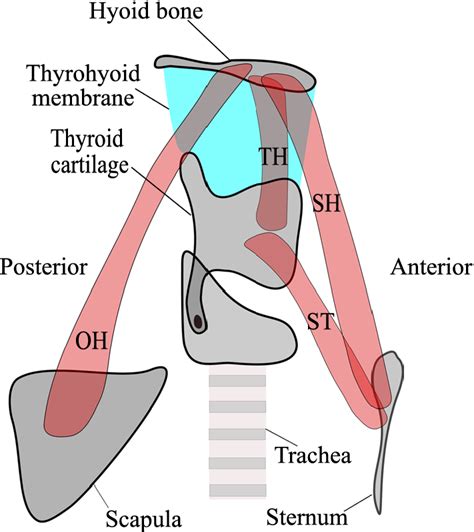 Infrahyoid Muscles Labeled