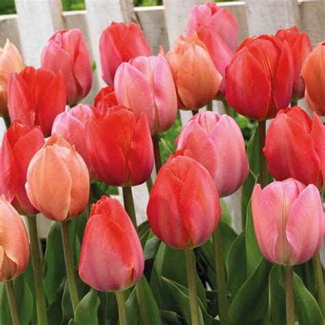 Tulip Van Eijk Mix Pack Of 25 Bulbs