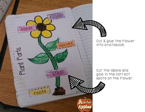 Plants Differentiated Interactive Notebook Activities Interactive
