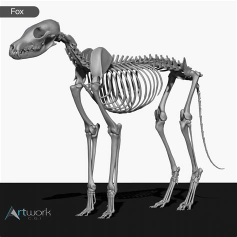 Fox Skeleton 3d Turbosquid 2050161