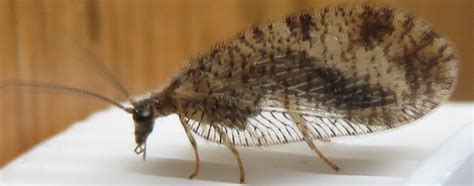 Bordered Brown Lacewing Buglife Projects