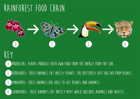 Tropical Rainforest Food Chains Examples