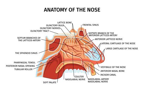 Nose Anatomy Flat Diagram 13489506 Vector Art At Vecteezy