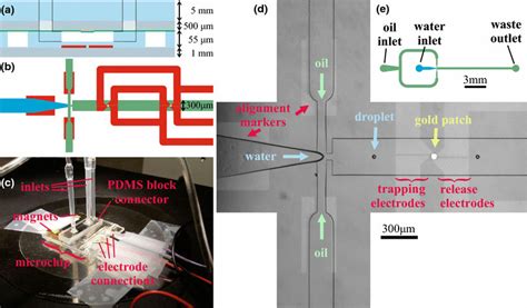 Schematic Side View Of The Microfluidic Chip After Alignment Of The Two