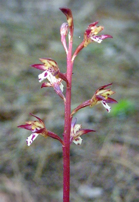 Corallorhiza Maculata Edit Judy Kelly Flickr