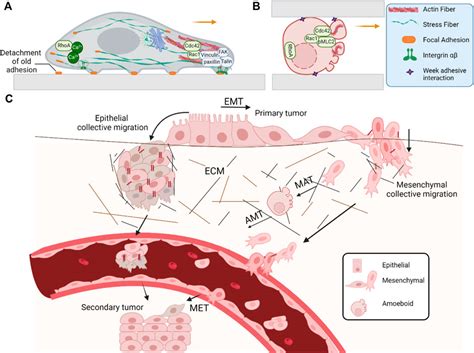 Frontiers Plasticity In Cell Migration Modes Across Development Physiology And Disease