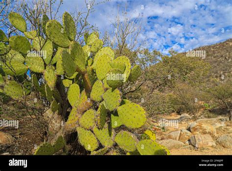 Green Flat Rounded Stalks Of Cactus In The Sonoran Desert Moctezuma