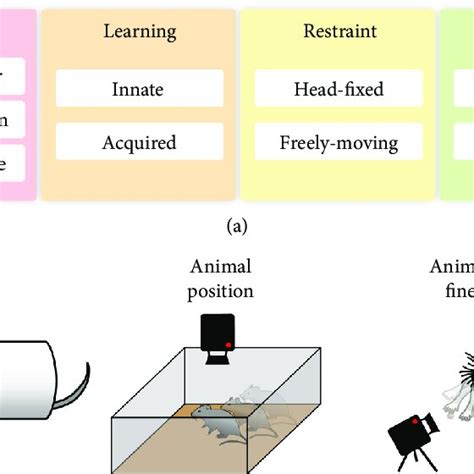 Analysis Of Animal Behavior A Classification Of Typical Mouse