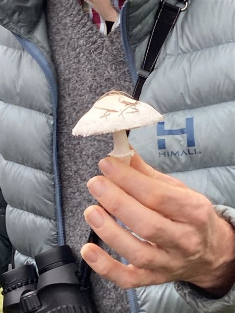 White Dapperling From Miami University Oxford Oh Us On October 16 2023 At 1054 Am By