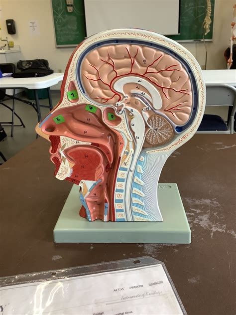 Head Respiratory System Diagram Quizlet