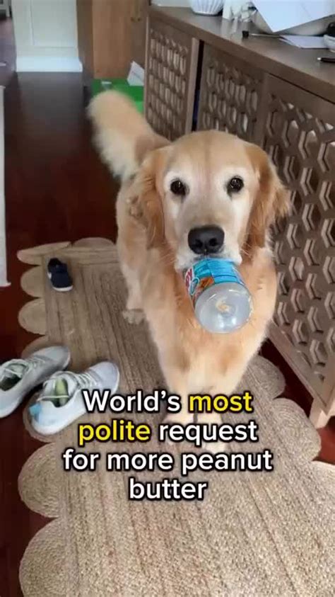 Worlds Most Polite Request For More Peanut Butter Album On Imgur