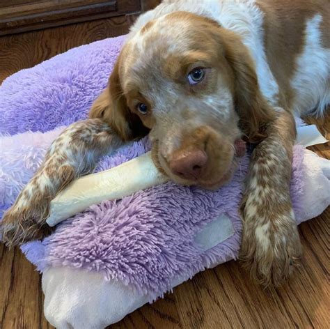 English Springer Spaniel With A Bone