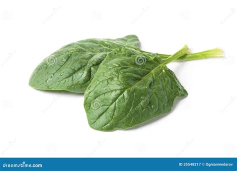 Spinach Leafs Stock Image Image Of Pile Delicious Drop 35548217