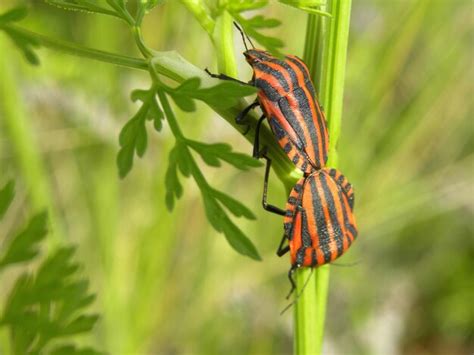 Premium Photo Mating Red Beetles On Plant