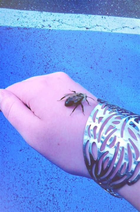 I Met A Tuckered Out Lil Bee On My Way To Work Ear Tumbex