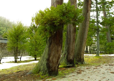Brils Coniferous Clock Is Filled With Leaves That Take A Year To Die