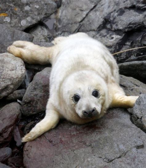 The Seal Pup Flaps Across The Rocks National News