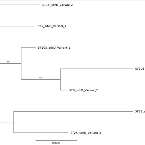Maximum Likelihood Tree Based On The Concatenated Mlst Alleles Download Scientific Diagram