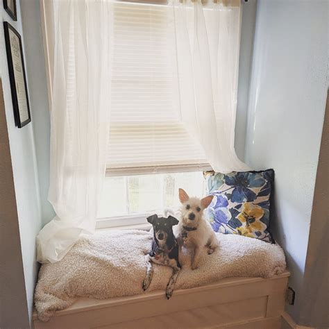 Maxx And Marco Enjoying Their New Biscuit Eater Bakery