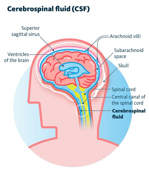 Cerebrospinal Fluid Lipidomics Lipotype Gmbh