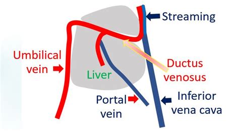 Fetal And Transitional Circulation All About Cardiovascular System