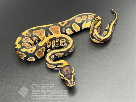 Harlequin 100 Dbl Het Dg Pied Ball Python By Cyber Serpents