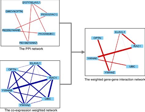 Construction Of The Weighted Gene Gene Interaction Network The Edge