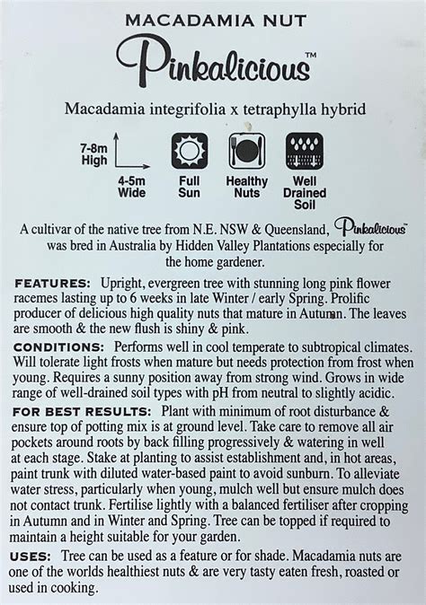 Pinkalicious Macadamia Integrifolia Native