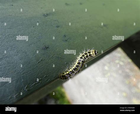 Flannel Slug Caterpillar Leaf Skeletonizer And Allied Moths