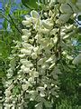 Categoryrobinia Pseudoacacia In The Schwetzinger Hardt Wikimedia Commons