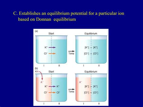 Ppt C Establishes An Equilibrium Potential For A Particular Ion
