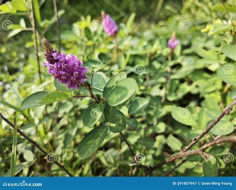 Wild Bushes Desmodium Heterocarpon Weed Flower Plant Stock Image Image Of Grass Forest