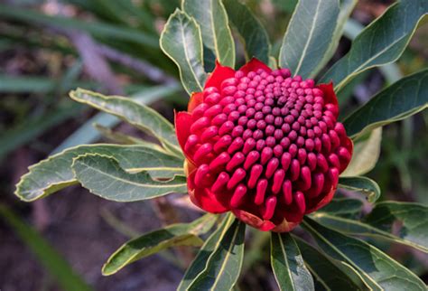 Waratah Flower Flower Symbol Of Nsw And For Many Australias Most Iconic