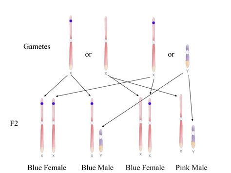Ppt Sex Chromosomes Powerpoint Presentation Free Download Id 6743403