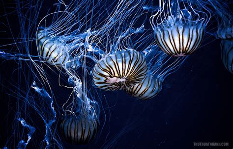 58 Hình ảnh Con Sứa đẹp Dưới đáy đại Dương