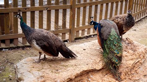 Best Peacock Feather Powerpoint Background For Presentation