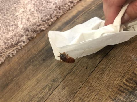 Found Dead In Apartment In Albuquerque — Roach Or No R Whatsthisbug